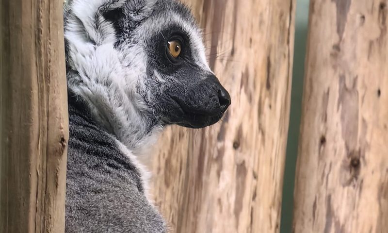 Gradina Zoologica Bucuresti – Grădina Zoologică Bucureș...