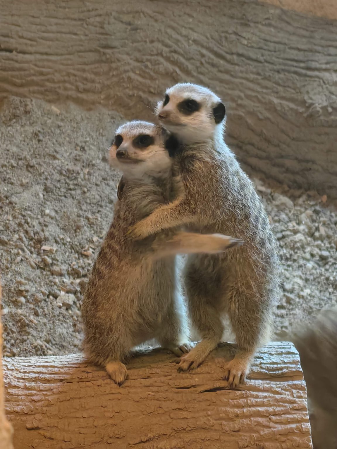 Gradina Zoologica Bucuresti – Grădina Zoologică Bucureș...